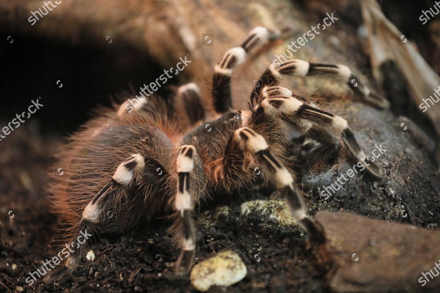 Brazilian Whiteknee Tarantula Acanthoscurria Geniculata Displayed ...