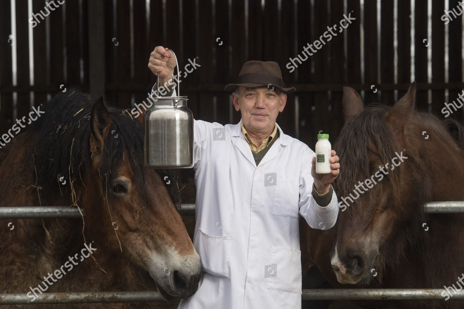 Frank Shellard His Mares Milk Farm Editorial Stock Photo - Stock Image ...
