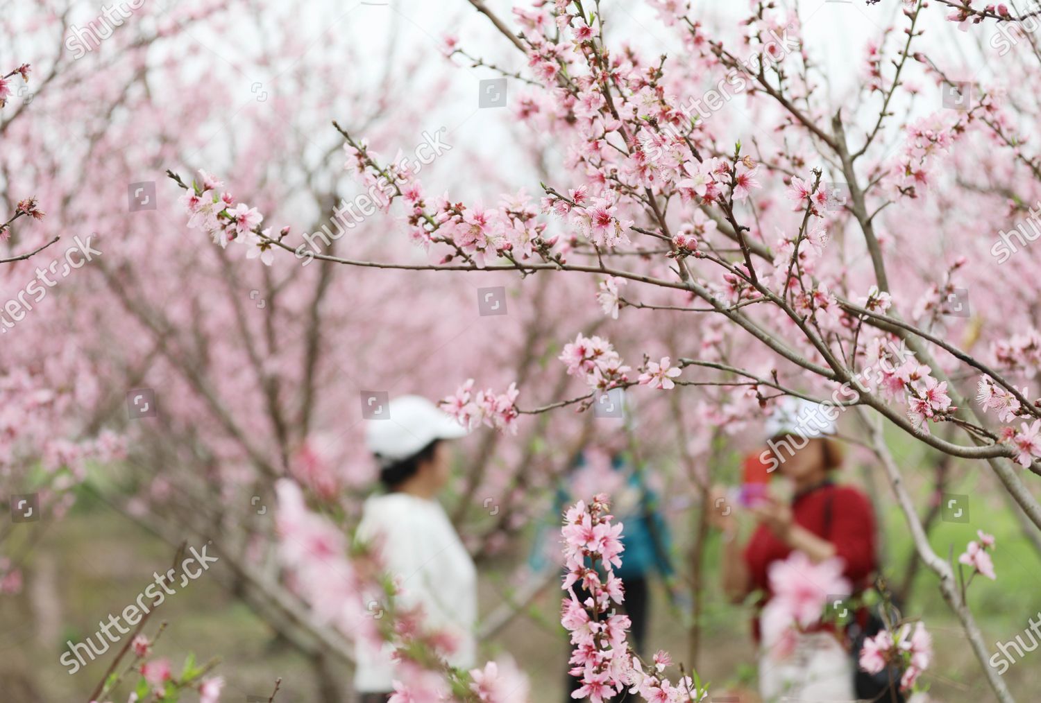 Visitors Take Photos Guitou Village Meihua Editorial Stock Photo ...