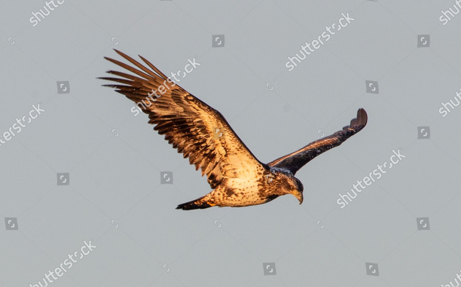 Juvenile Northern Bald Eagle Haliaeetus Leucocephalus Editorial Stock ...