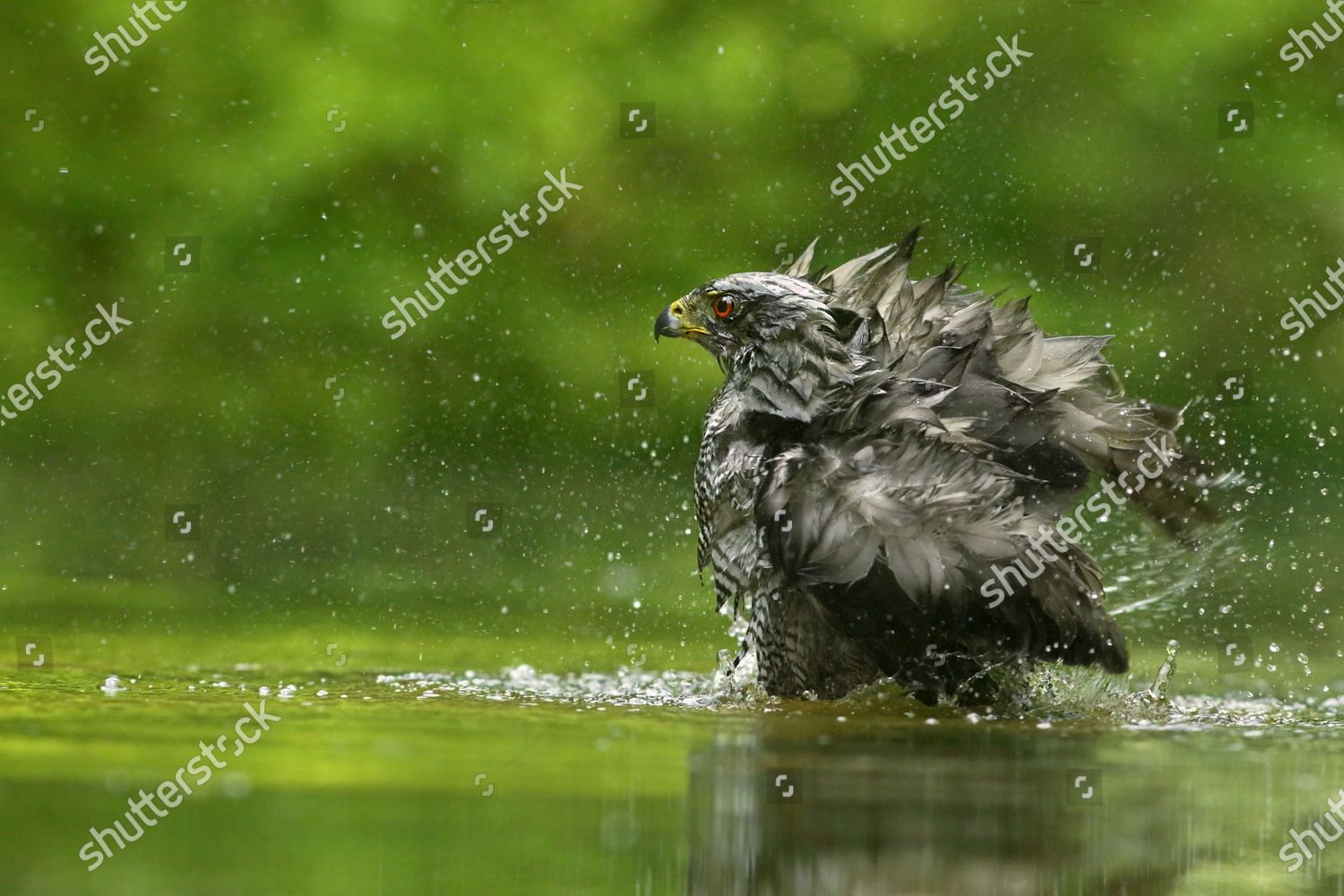 Hawk Causes Splash She Washes Herself Editorial Stock Photo - Stock ...