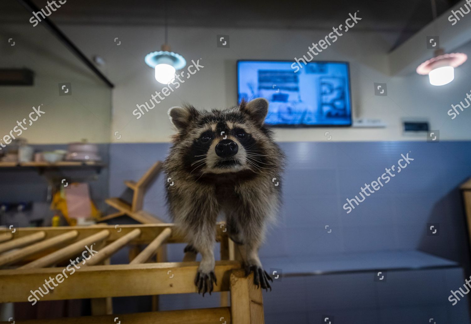 RACCOON SEEN CAFE SHANGHAI CHINA 14 Editorial Stock Photo - Stock Image ...