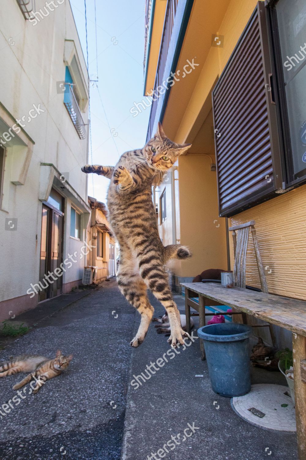 Leaping Cats Pictured Hilarious Poses They Editorial Stock Photo ...
