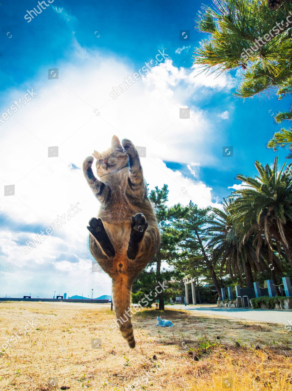 Leaping Cats Pictured Hilarious Poses They Editorial Stock Photo ...