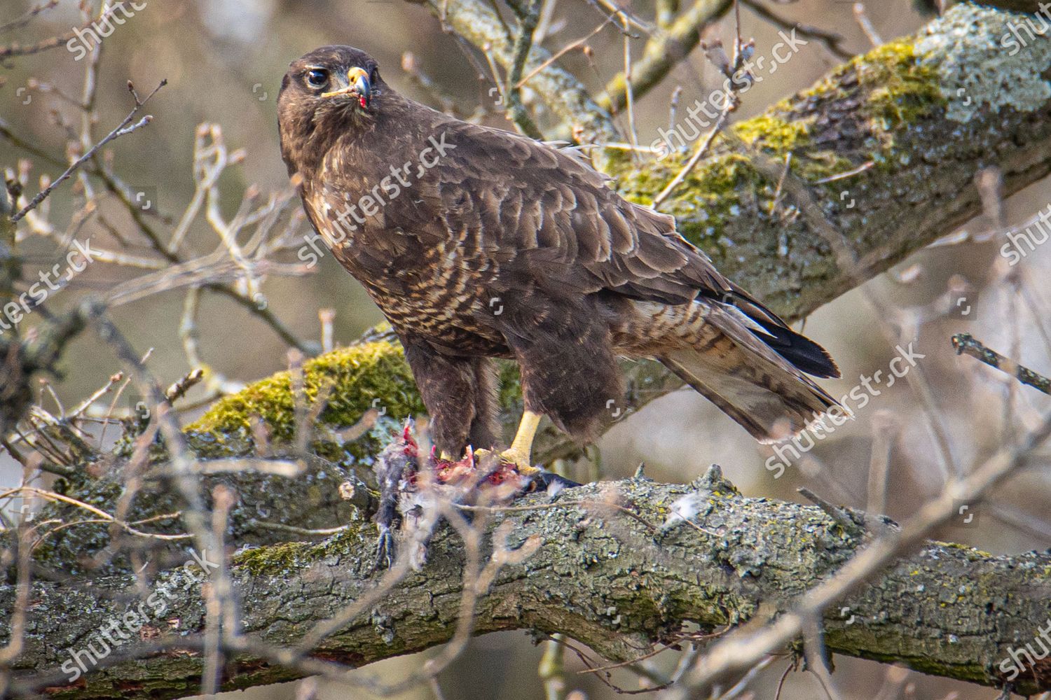 Wildlife Netherlands Brown Adult Raptor Common Editorial Stock Photo ...