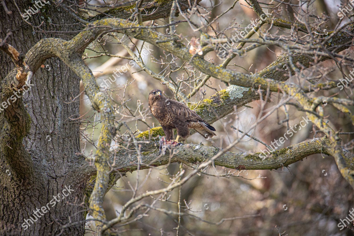 Wildlife Netherlands Brown Adult Raptor Common Editorial Stock Photo ...
