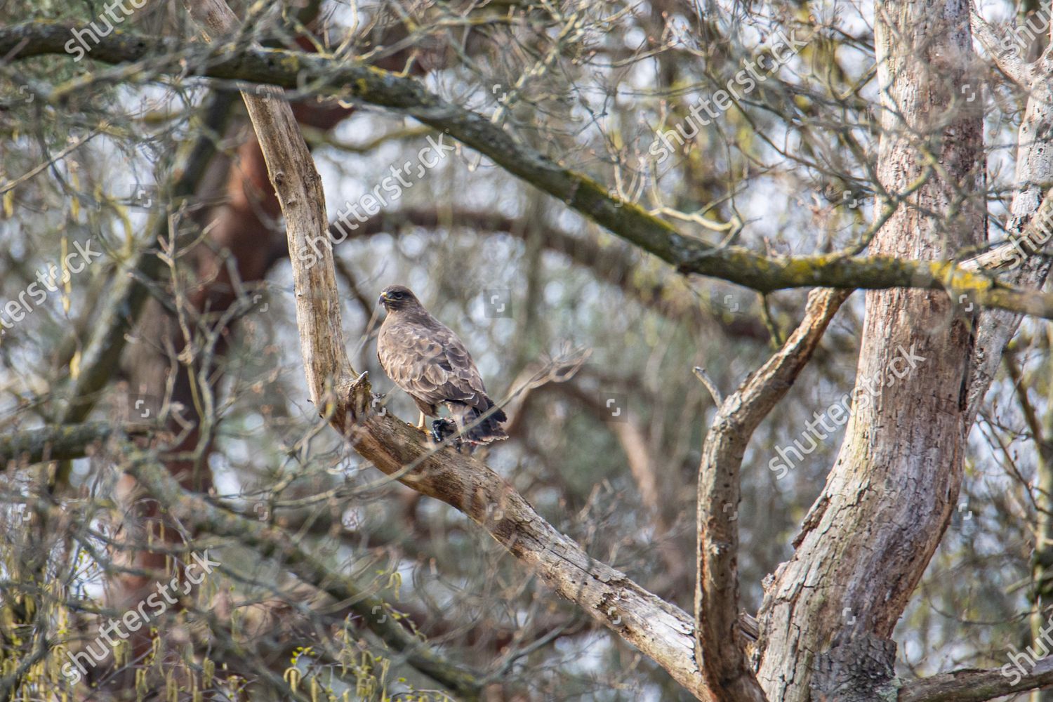 Wildlife Netherlands Brown Adult Raptor Common Editorial Stock Photo ...