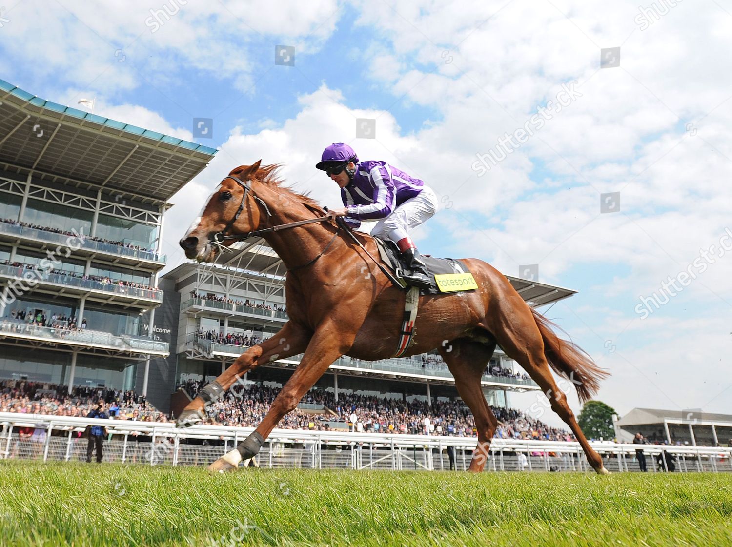 Totesport Dante Stakes Winner Racehorse Cape Editorial Stock Photo ...
