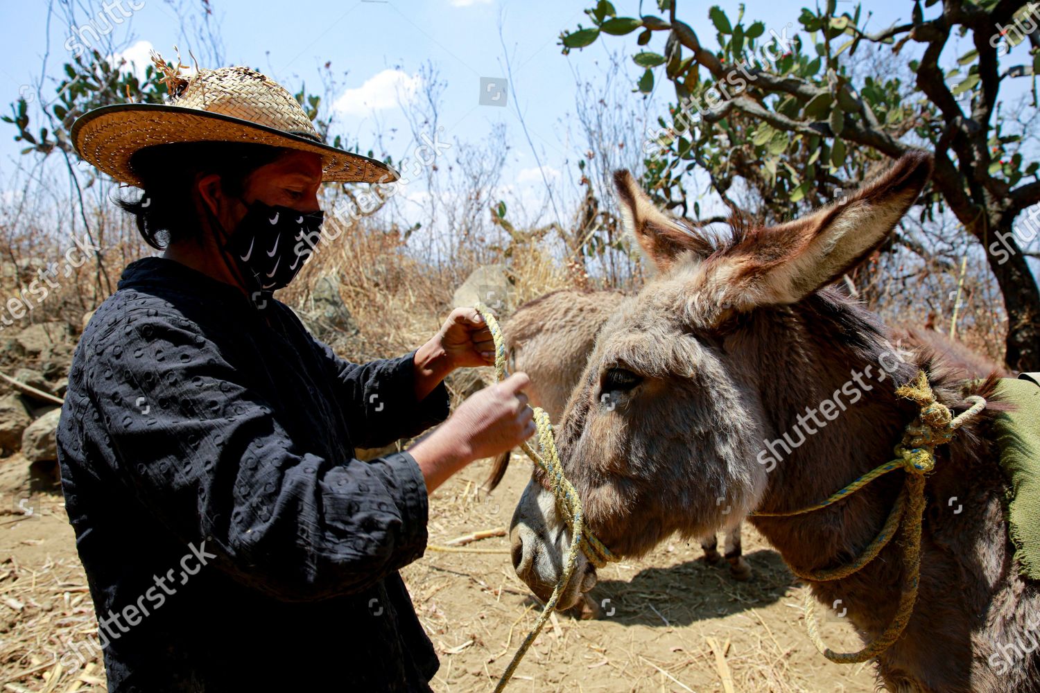 Estela Gaspar Works Carrying Water Donkeys Editorial Stock Photo ...