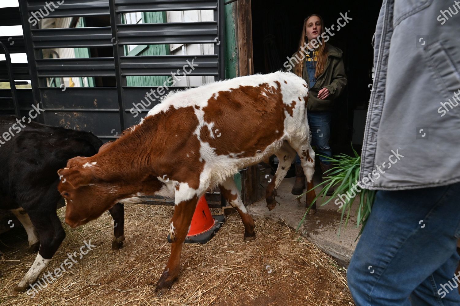 Farmers Move Calves Waiting Trailer Sierra Editorial Stock Photo ...