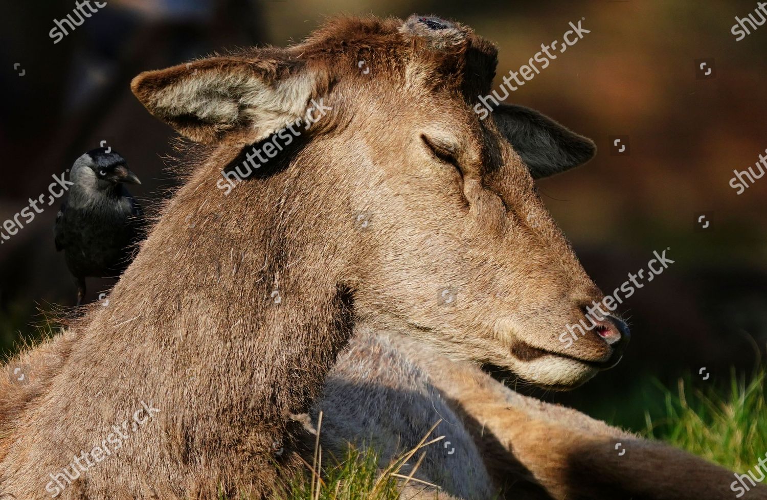 Jackdaw On Neck Deer Editorial Stock Photo - Stock Image | Shutterstock