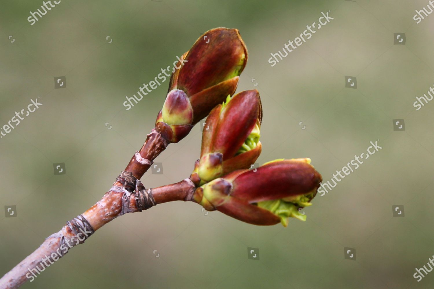 Budding Branches On Tree During Spring Editorial Stock Photo - Stock ...