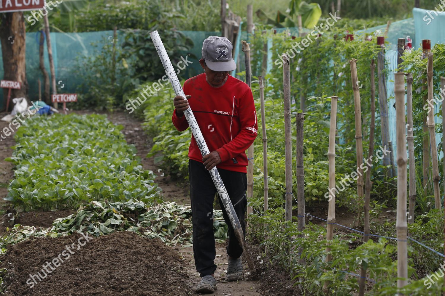 Filipino Farmer Works New Greenland Farm Editorial Stock Photo - Stock ...