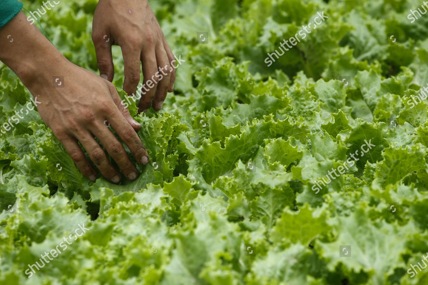 Filipino Farmer Checks Growth Lettuce New Editorial Stock Photo - Stock ...