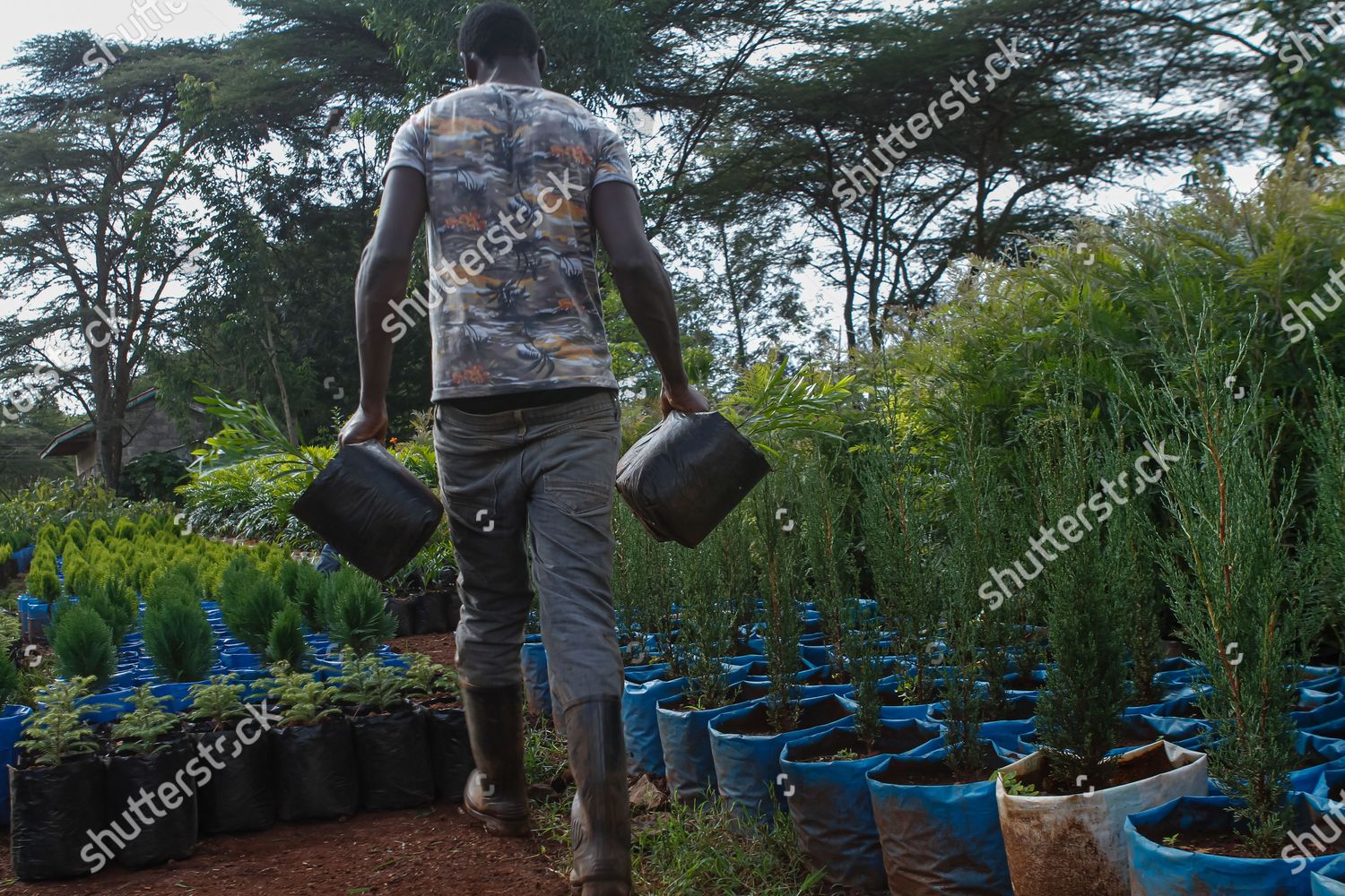Kenyan Man Seen Carrying Tree Seedlings Editorial Stock Photo - Stock ...