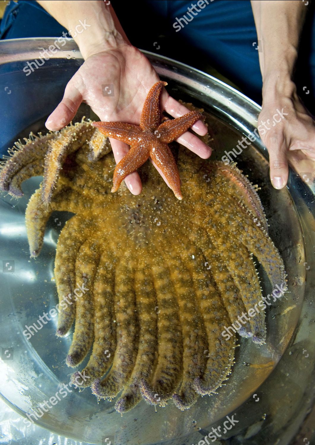 Sunflower Sea Star Starfish Alongside Standard Editorial Stock Photo ...
