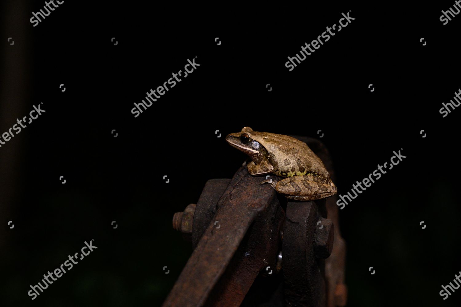 Indian Tree Frog Polypedates Maculatus Sitting Editorial Stock Photo ...