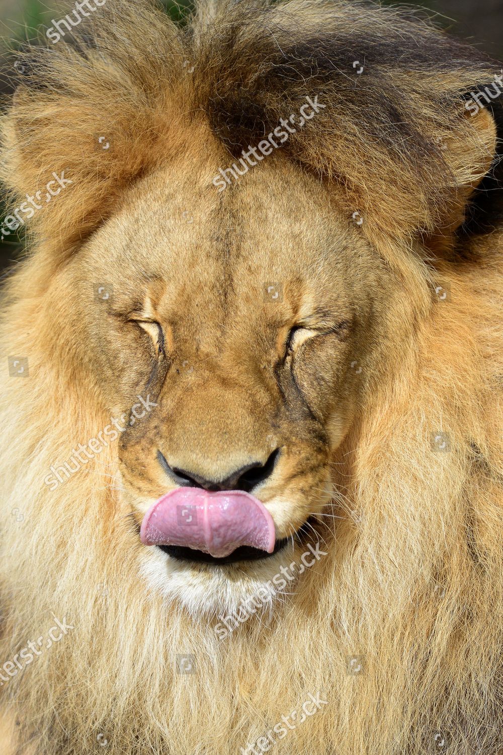 Bleyenberghi Lion Male Called Leon Playing Editorial Stock Photo ...