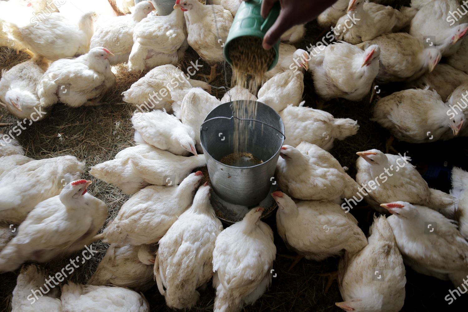 Chickens Chicken Run Unidale Just Outside Editorial Stock Photo - Stock ...