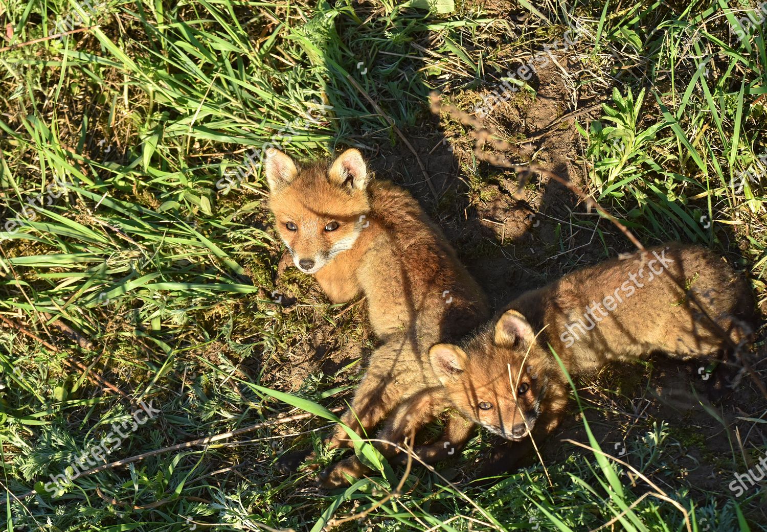 Two Fox Cubs Warm Themselves Sun Editorial Stock Photo - Stock Image ...