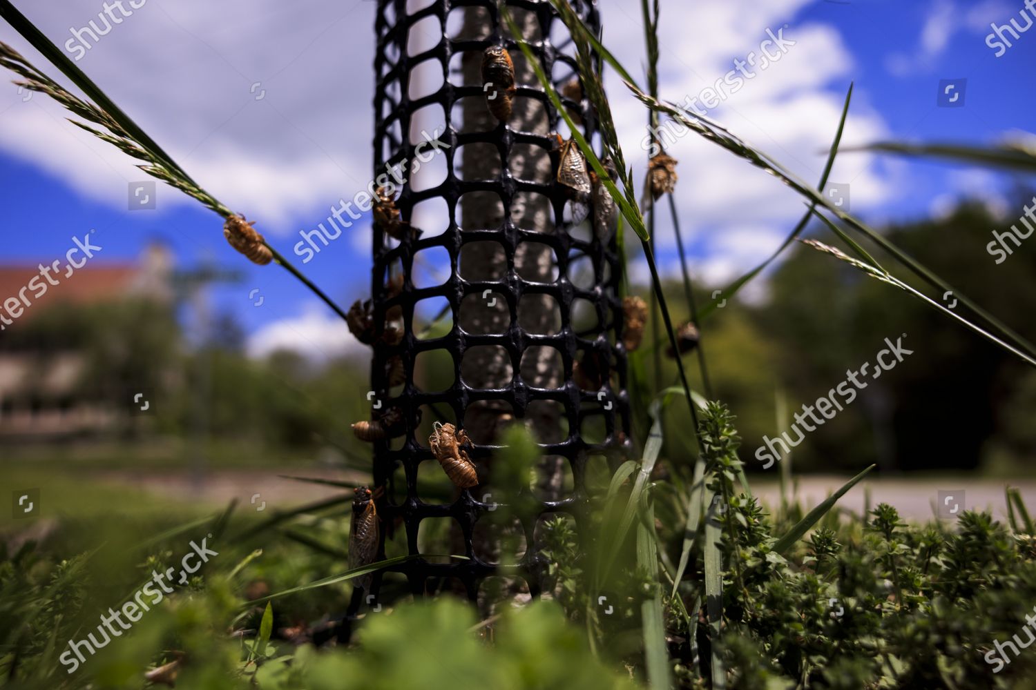 Brood X Cicadas Emerge Ground Along Editorial Stock Photo - Stock Image ...