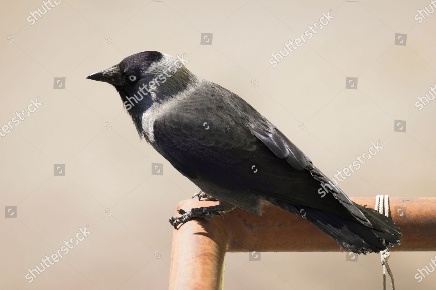 House Crow Seen On Balcony Central Editorial Stock Photo - Stock Image ...