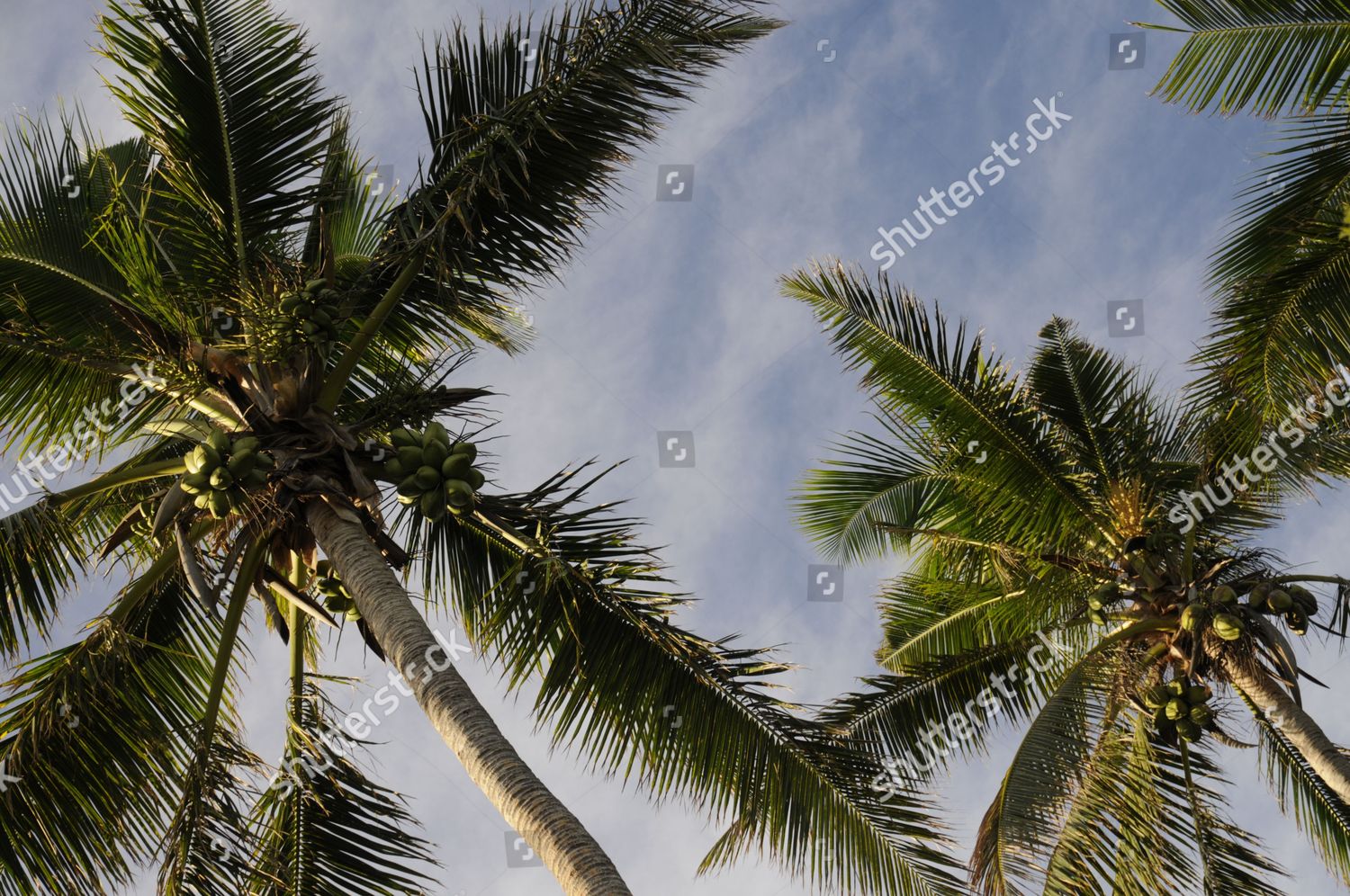 Coconut Trees Fiji Editorial Stock Photo - Stock Image | Shutterstock