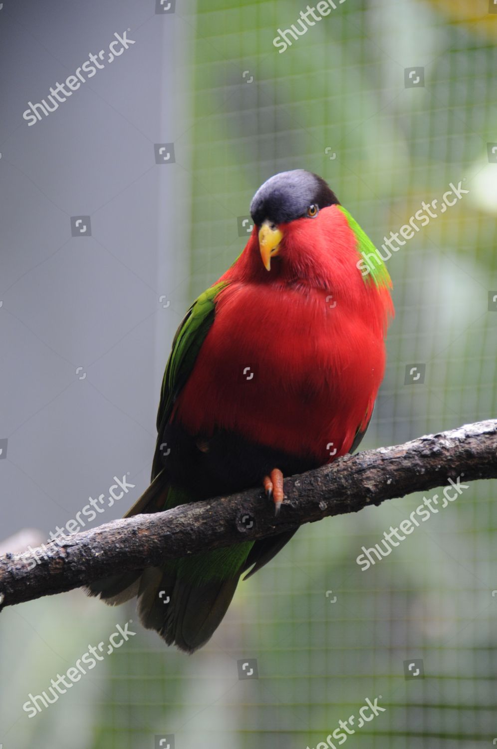 Kula Collared Lory Parrot Editorial Stock Photo - Stock Image ...