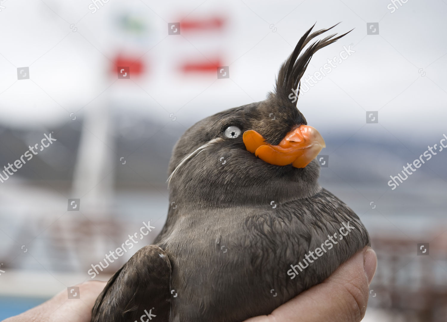 Whiskered Auklet Aethia Pygmaea Chukotskiy Peninsular Editorial Stock ...
