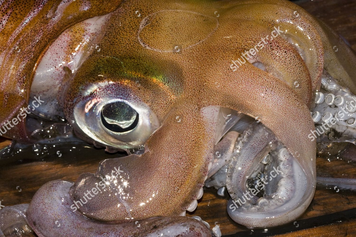 Head Shot Large Common Reef Squid Editorial Stock Photo - Stock Image ...