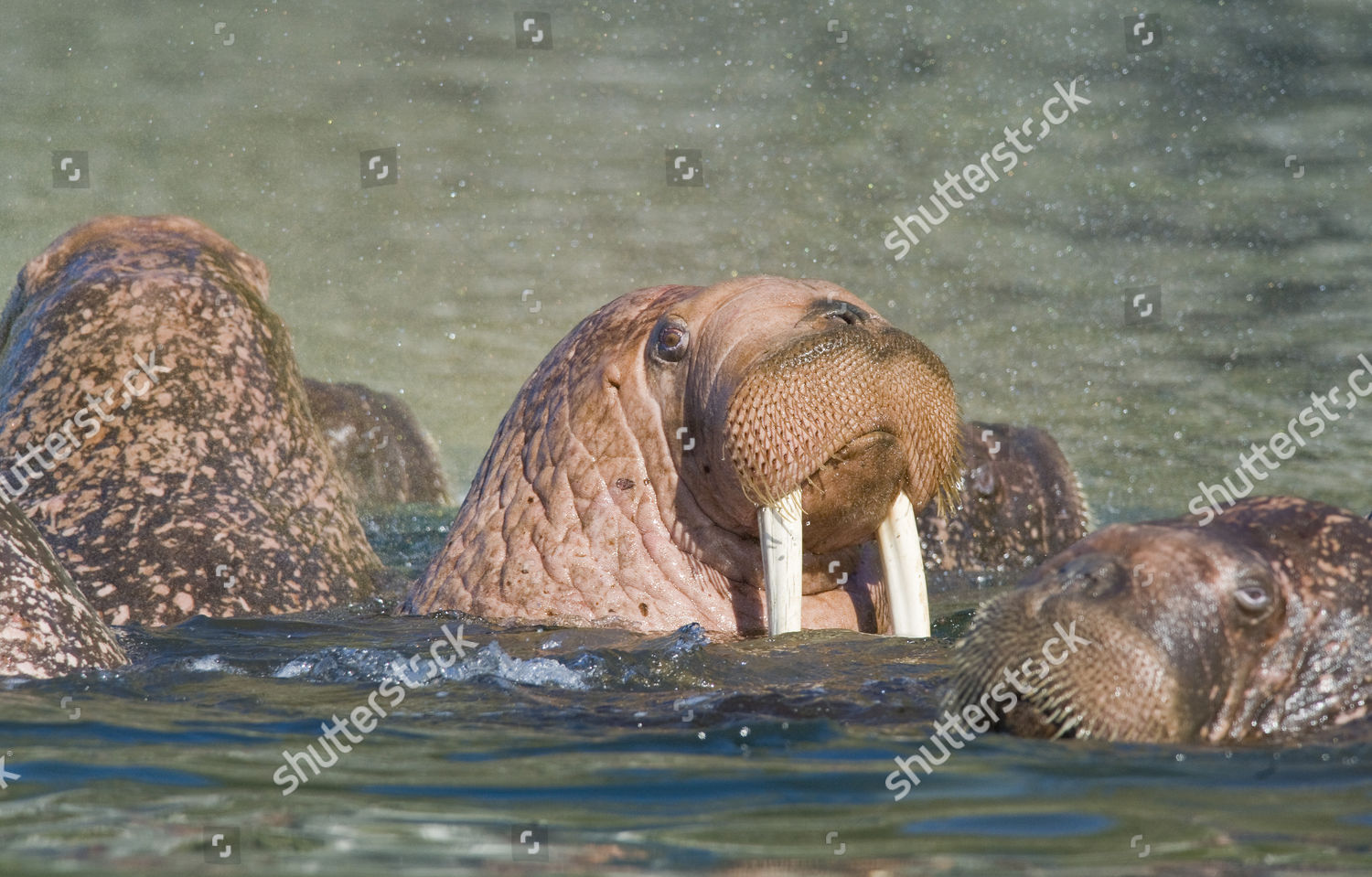 Wild Males Walrus Odobenus Rosmarus Endangered Editorial Stock Photo ...