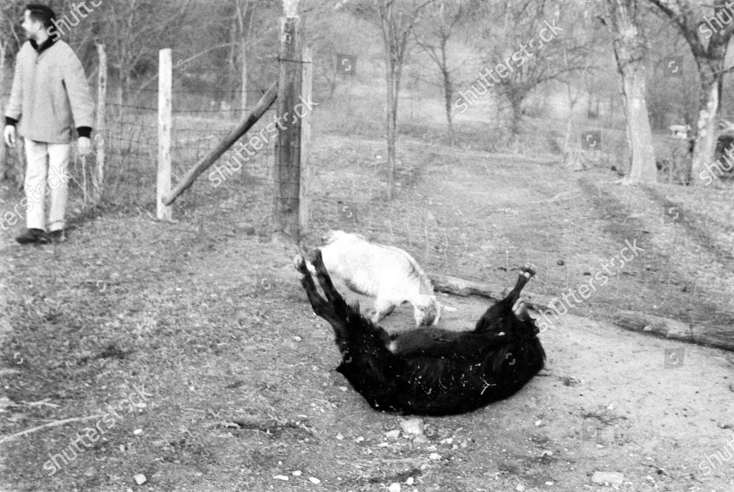 Goats Suffering Myotonia Congenita Fainting On Editorial Stock Photo ...