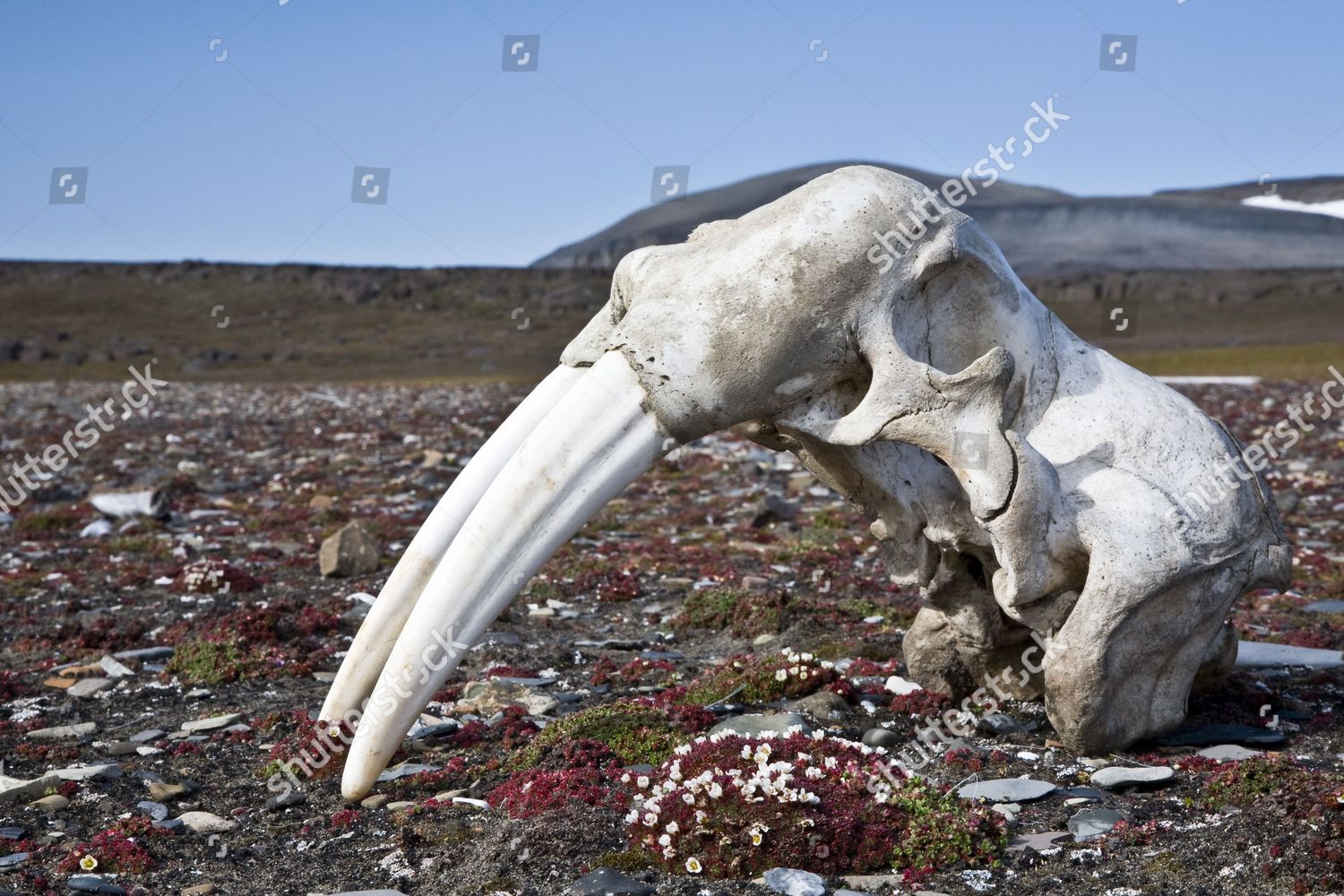 Walrus Skull Odobenus Rosmarus Rosmarus On Editorial Stock Photo ...