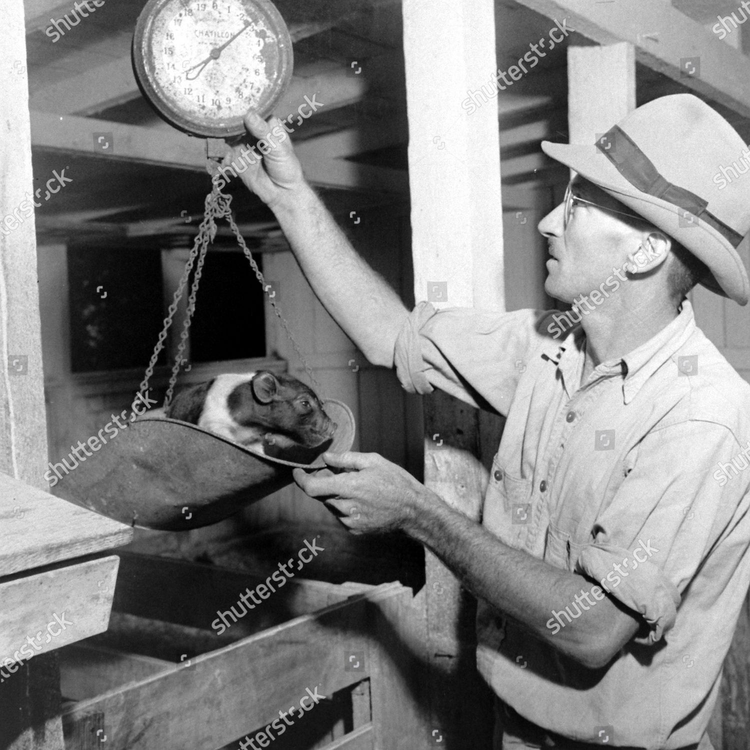 Man Baby Pig Mount Ararat Farms Editorial Stock Photo - Stock Image ...