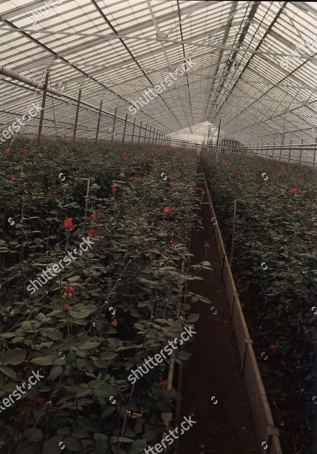 Enclosed Rose Plantation United States Circa Editorial Stock Photo ...