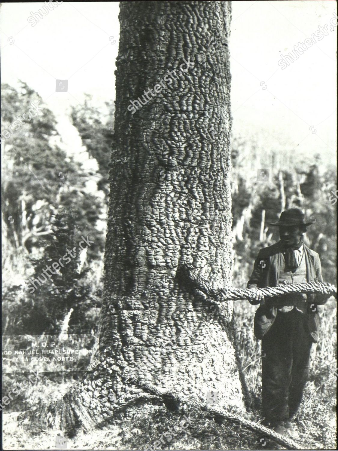 Man Standing Beside Tree Argentina Circa Editorial Stock Photo - Stock ...