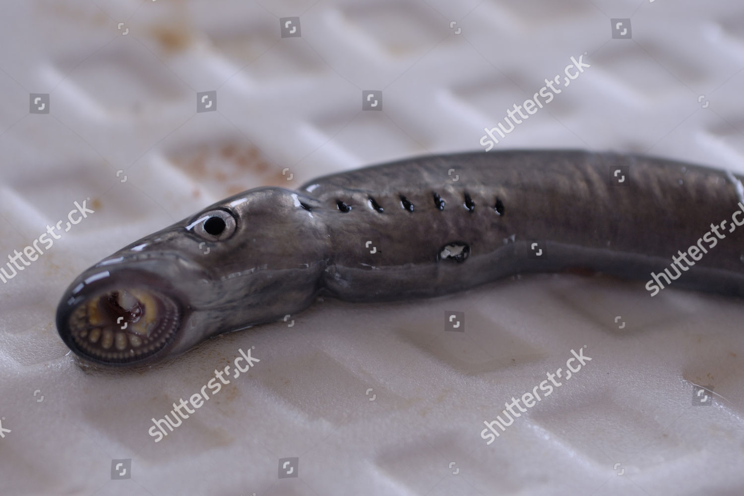 Pacific Lamprey Lampetra Tridentata Deep Water Editorial Stock Photo ...