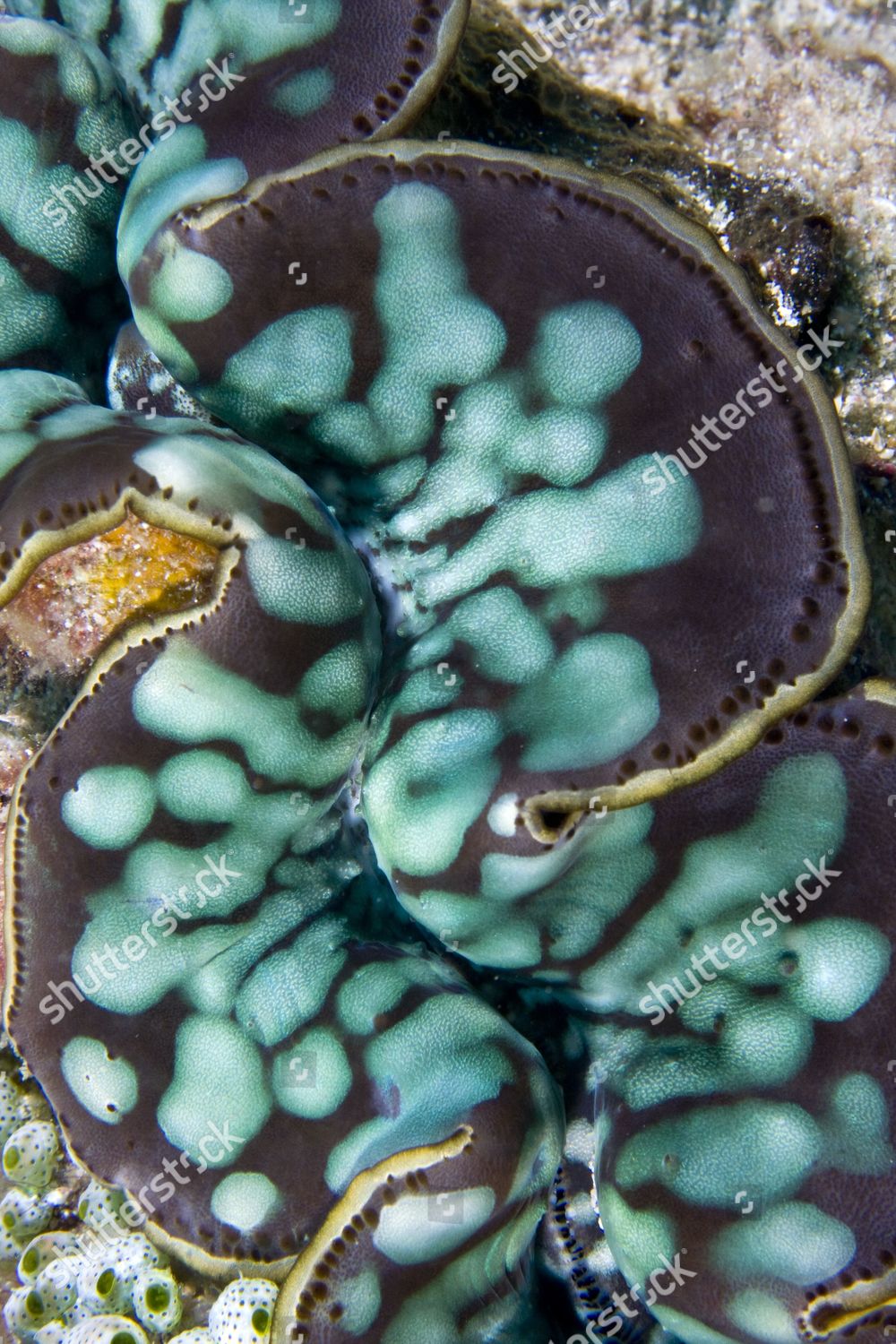 Giant Clam Tridacna Sp Gili Islands Editorial Stock Photo - Stock Image ...