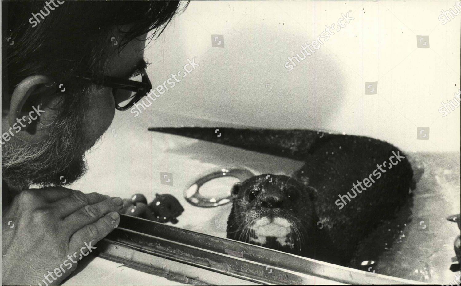 Bronx Zoo Zoologist Observing Sam African Editorial Stock Photo - Stock ...