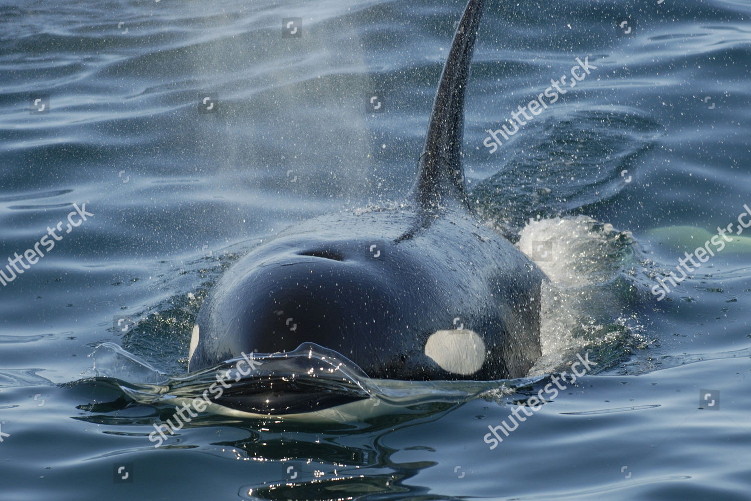 Killer Whale Orcinus Orca Female Surfacing Editorial Stock Photo ...