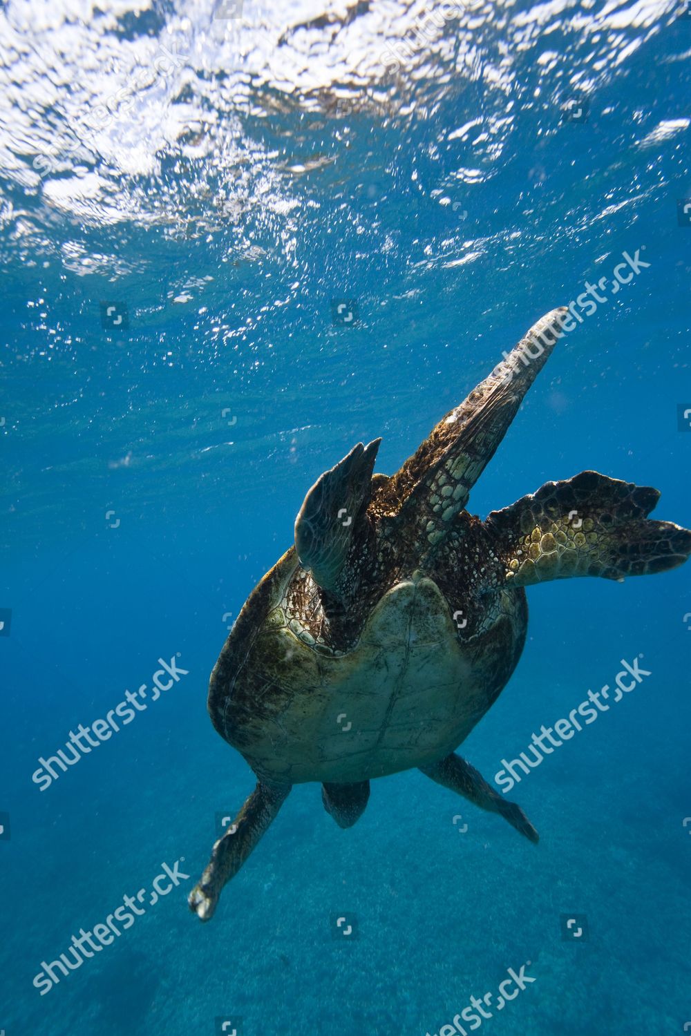 Adult Male Green Sea Turtle Chelonia Editorial Stock Photo - Stock ...