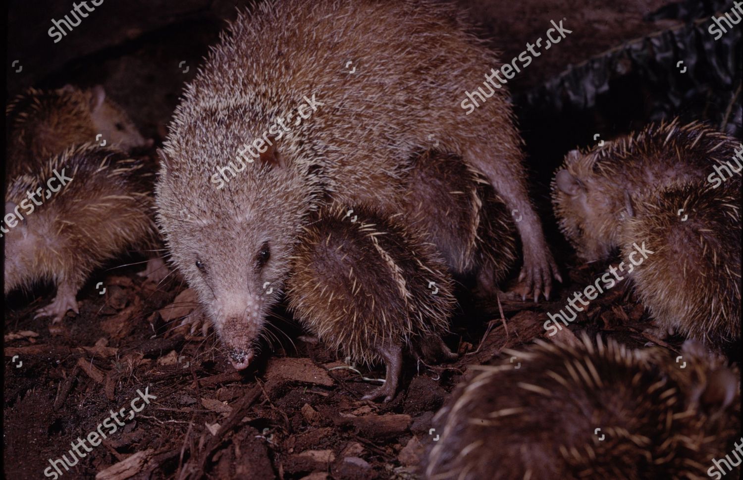 Close Shots Tenrec Family Madagascar 1964 Editorial Stock Photo - Stock ...