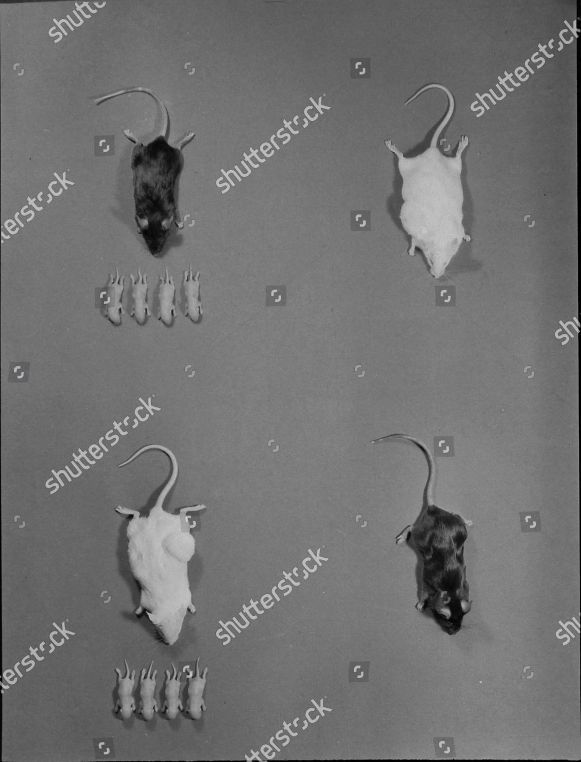 Research Using Laboratory Rats Genetics Cancer Editorial Stock Photo ...