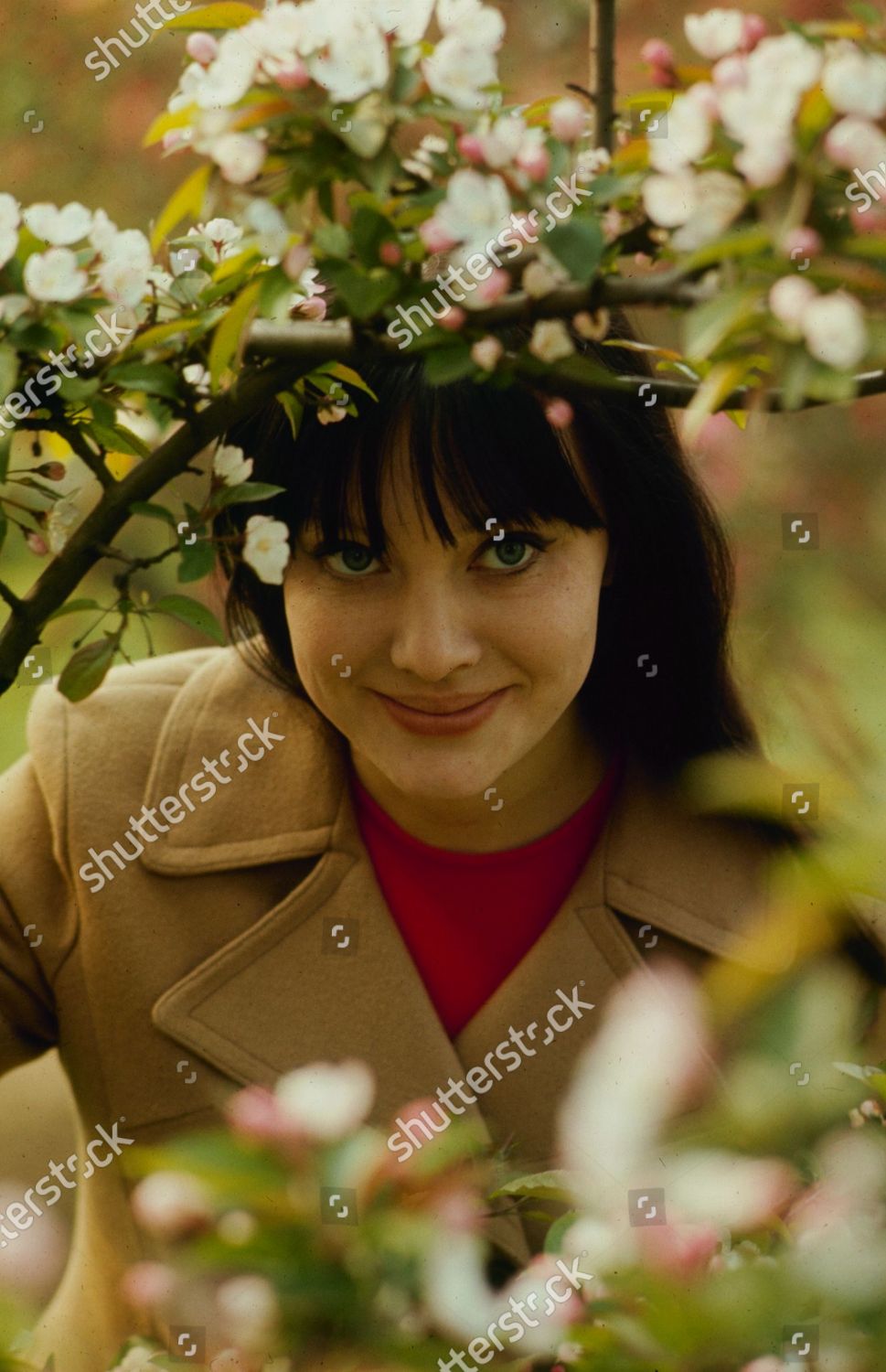 Russian Actress Ludmila Savelyeva Under Flowers Editorial Stock Photo ...