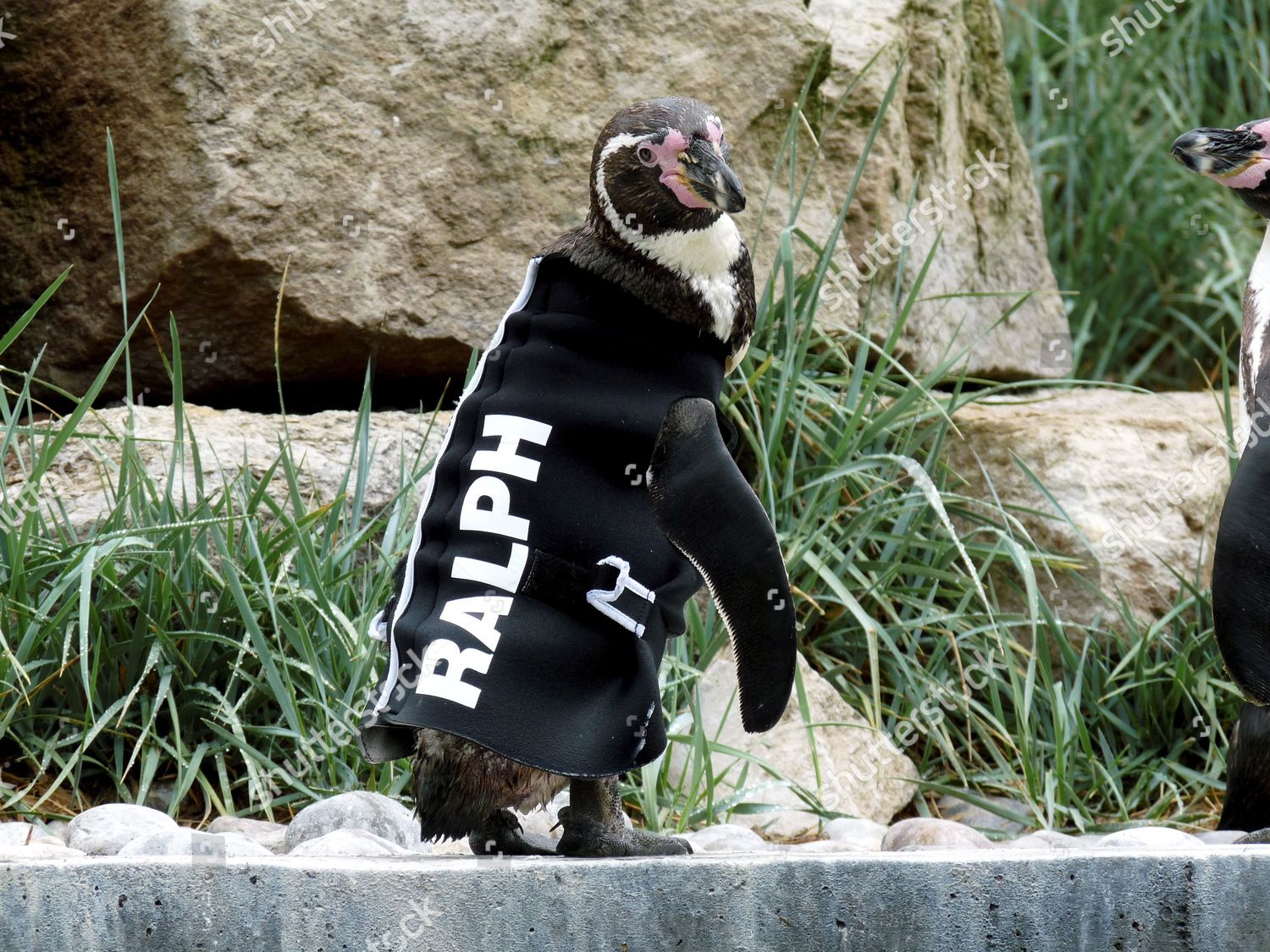 Ralph Bald Penguin Models His Special Editorial Stock Photo - Stock ...