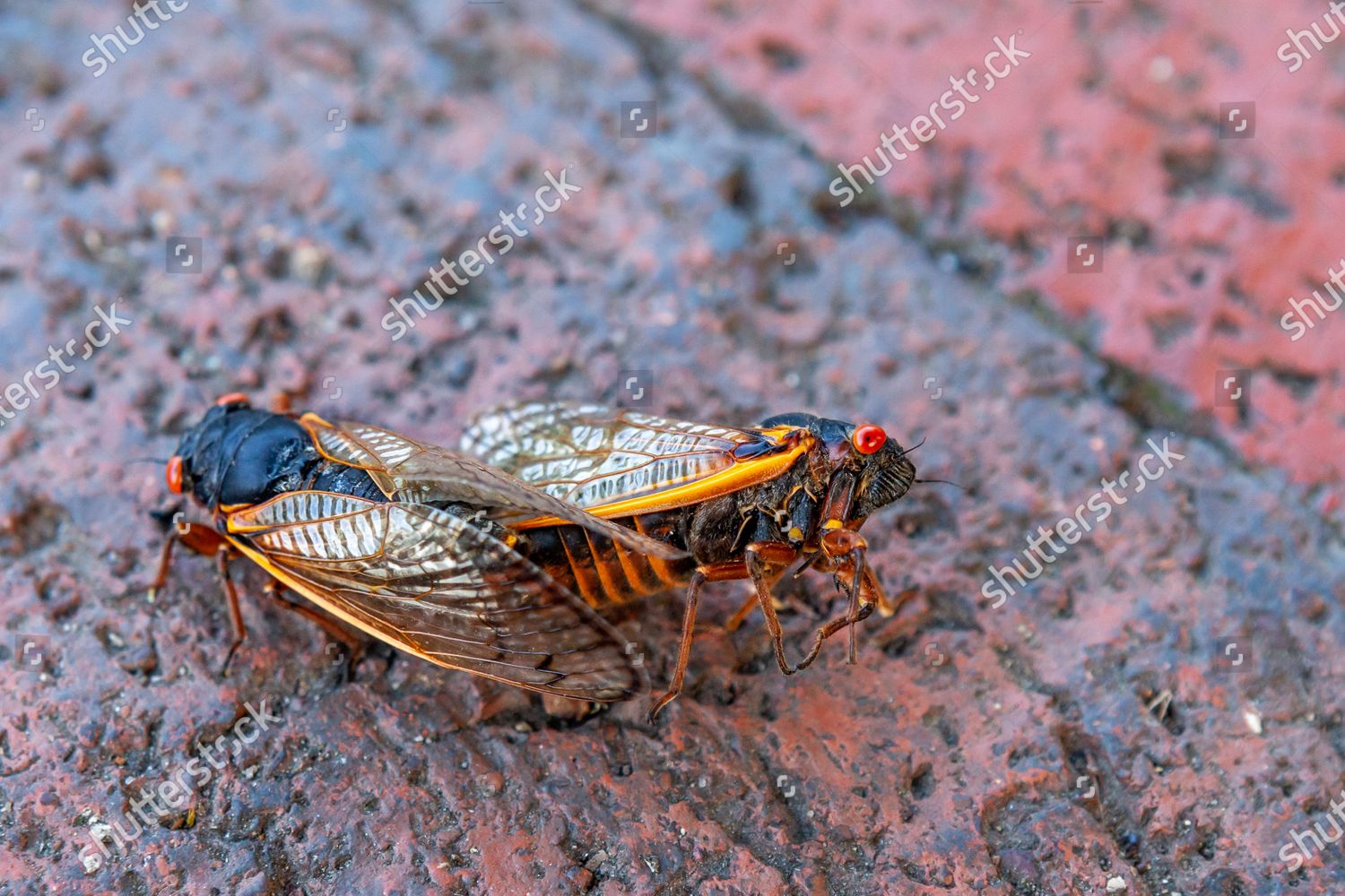 Two Brood X Cicadas Mate On Editorial Stock Photo - Stock Image ...