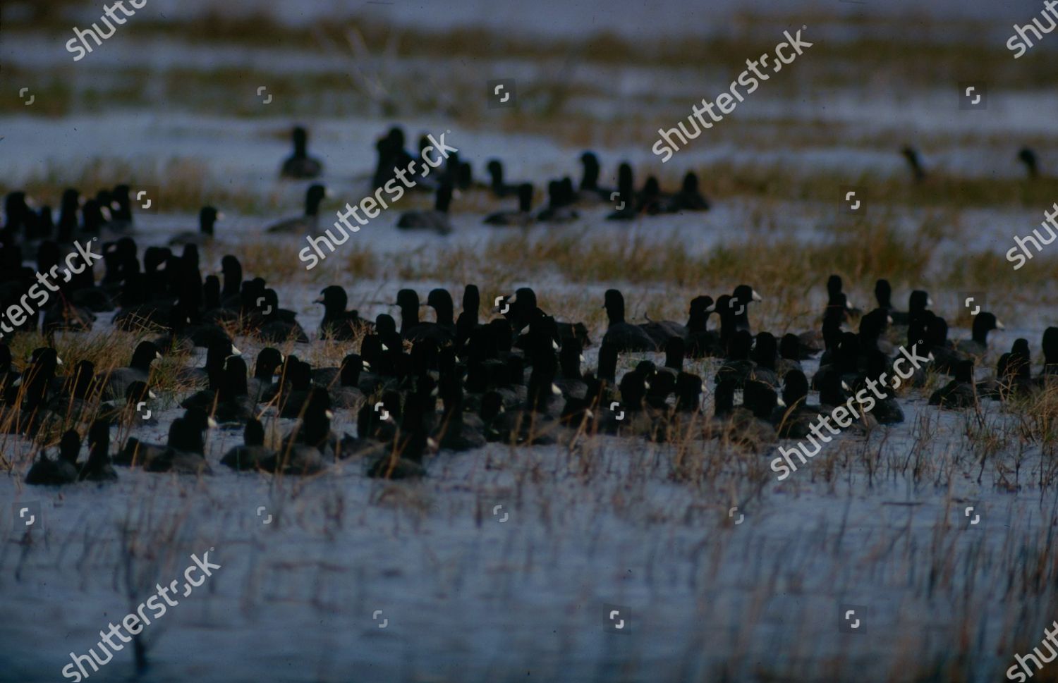 Flock Ducks Floating Water Merritt Island Editorial Stock Photo - Stock ...