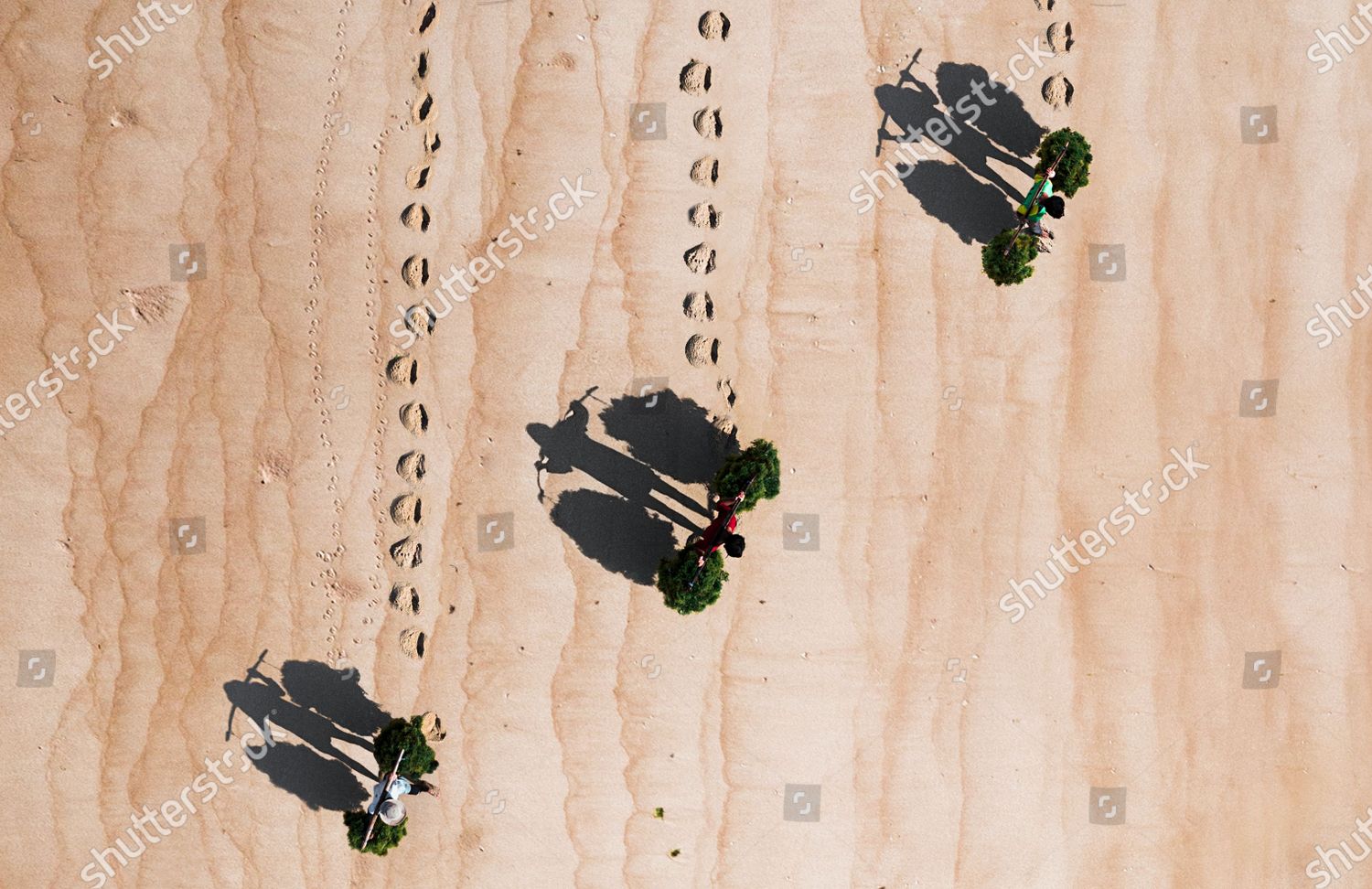 Workers Transporting Huge Clumps Seaweed Cast Editorial Stock Photo ...