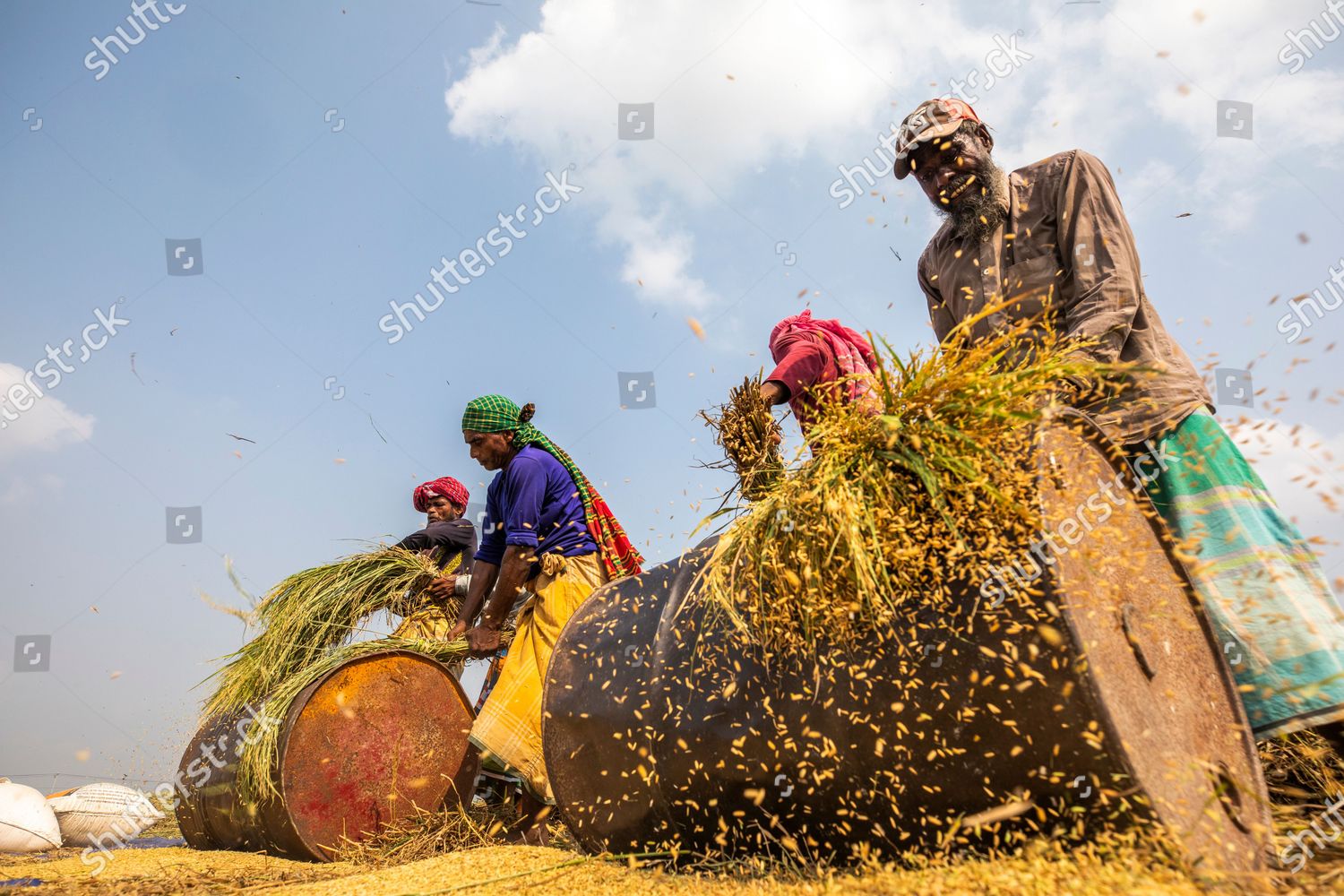 Farmers Threshing Paddy Rice Traditional Style Editorial Stock Photo ...