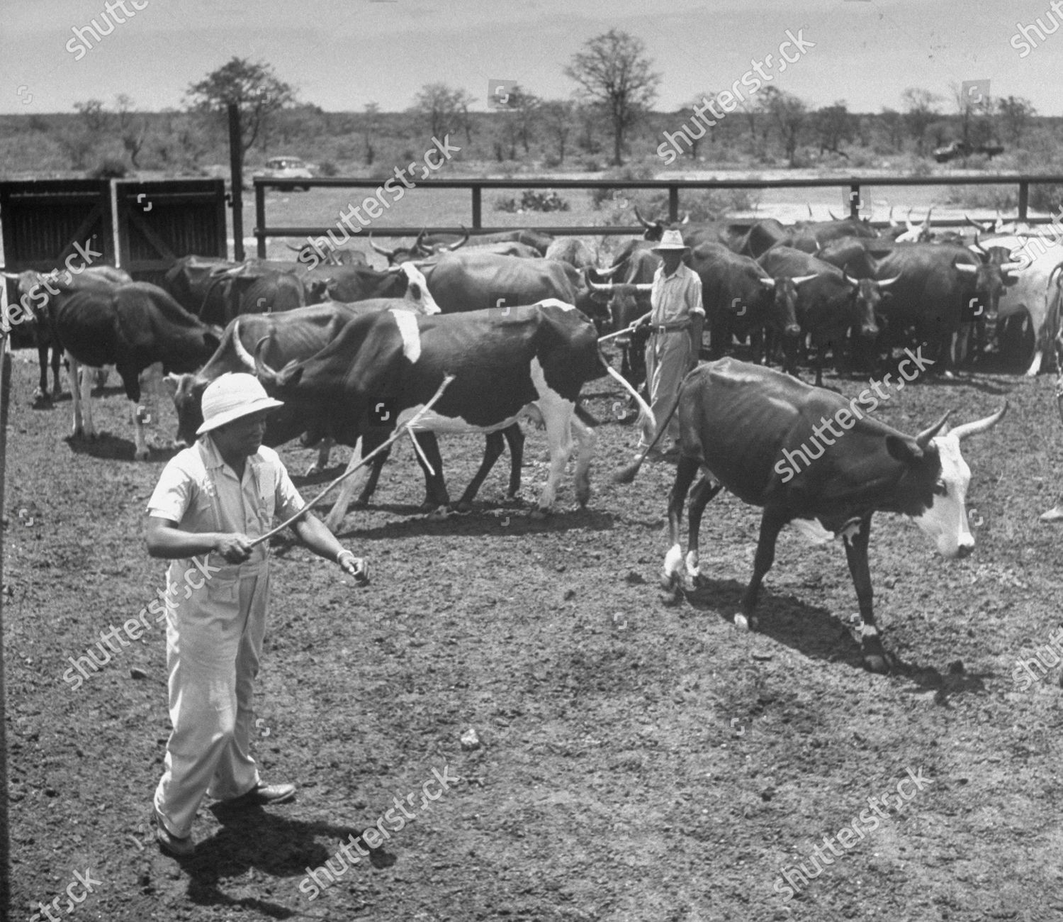 March 1950 Tshekedi Khama Uncle Who Editorial Stock Photo - Stock Image ...